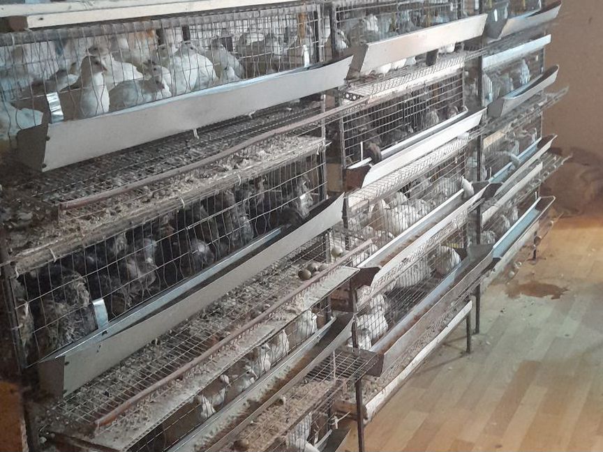 Клетки для перепелов новые