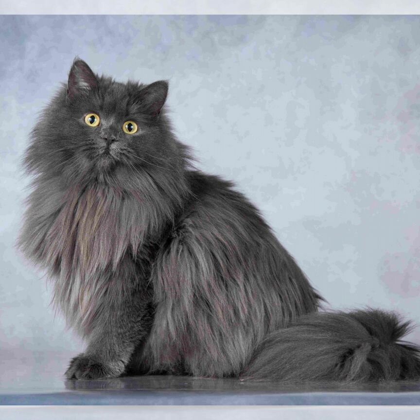 Сибирская, взрослая кошка