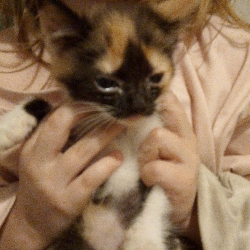 Котята-котики