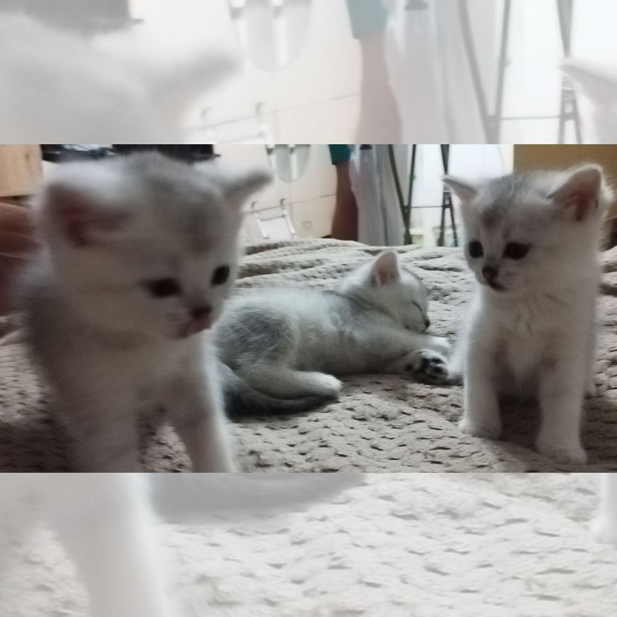 Британский короткошёрстный котёнок