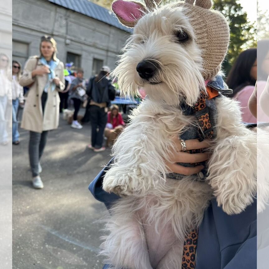 Шапочка для собак