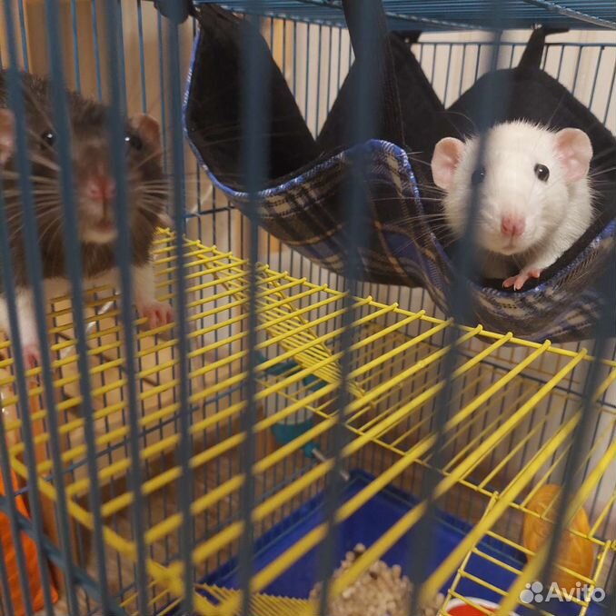 Крыски Сёма и Крис ищут себе новый дом