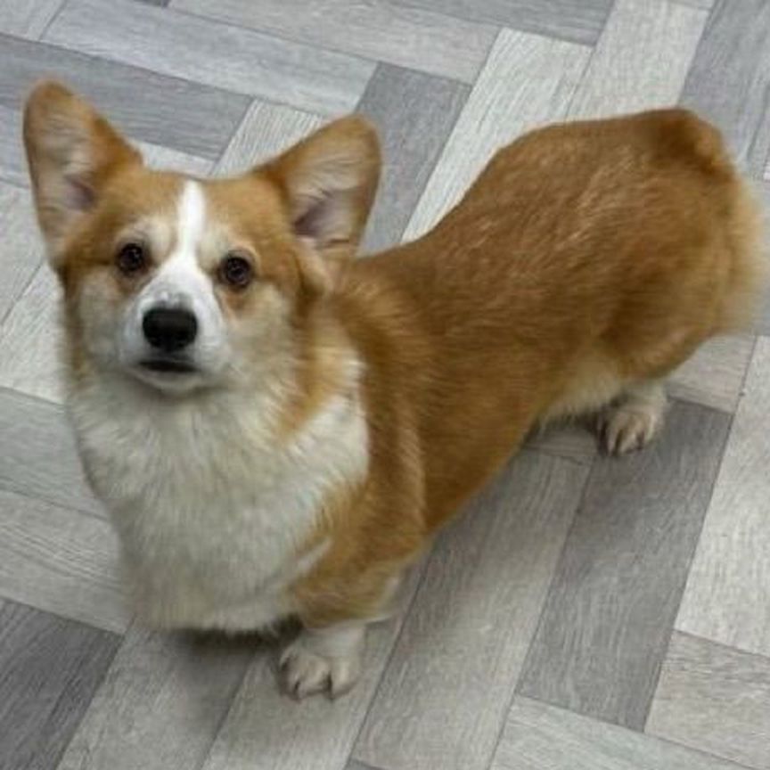 Вельш Корги Пемброк, взрослая собака