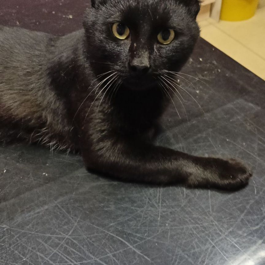 Кота спасли от собак