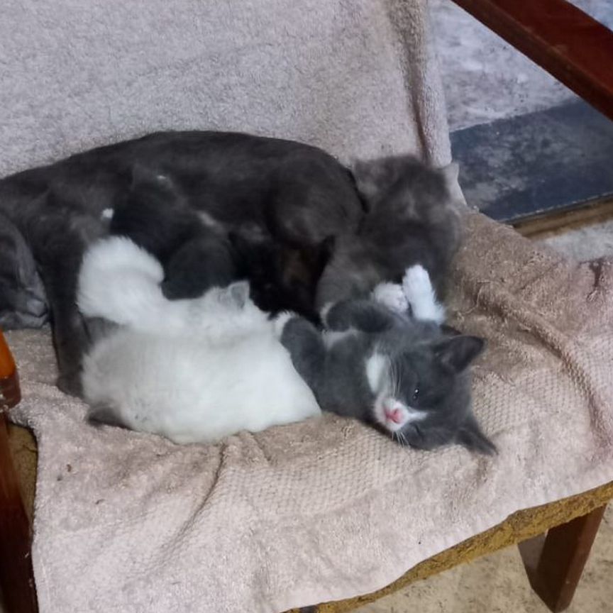 Котята в добрые руки бесплатно