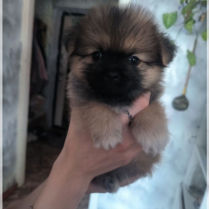 Померанский шпиц, щенок
