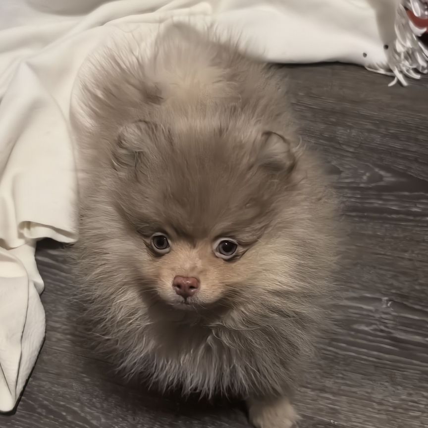 Немецкий шпиц, щенок