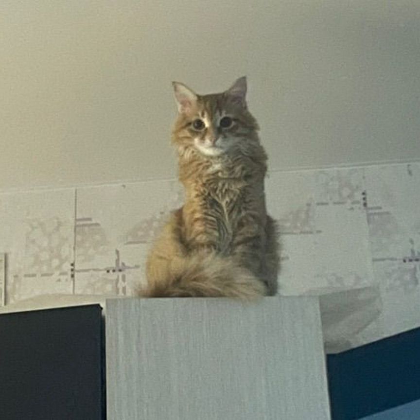 Отдам кота в добрые руки бесплатно