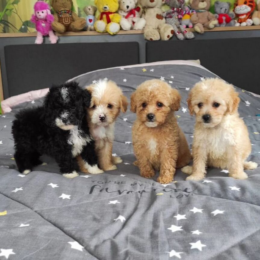 Щенки мальтипу девчушки