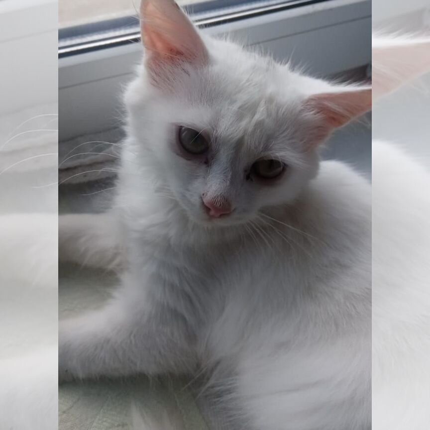 Отдам котенка в добрые руки