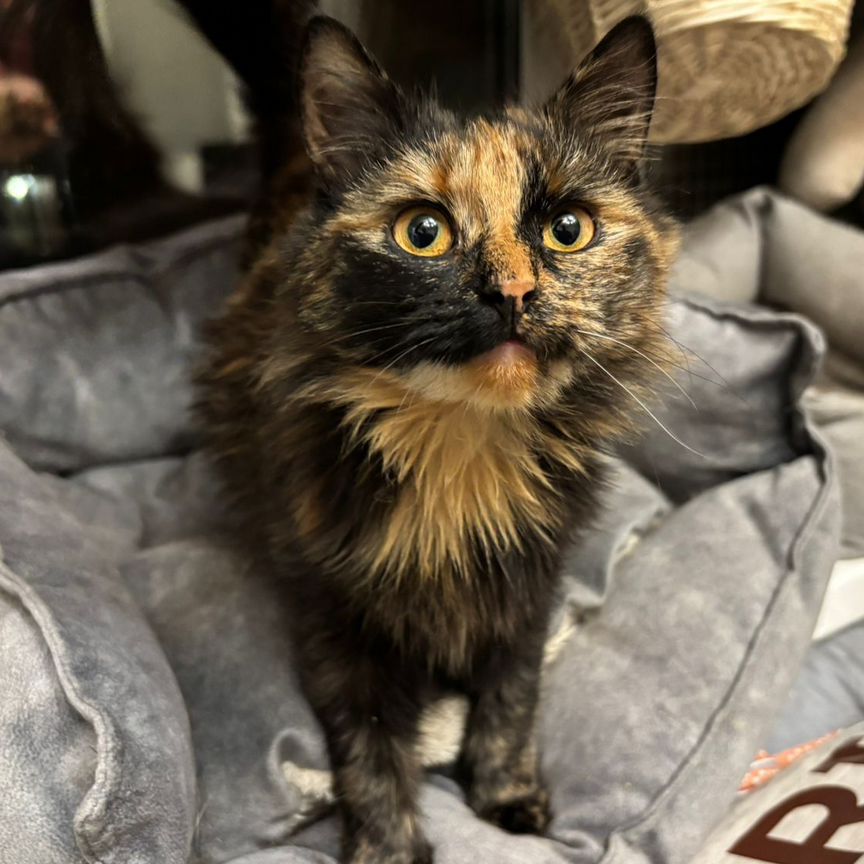 Трехцветная красотка