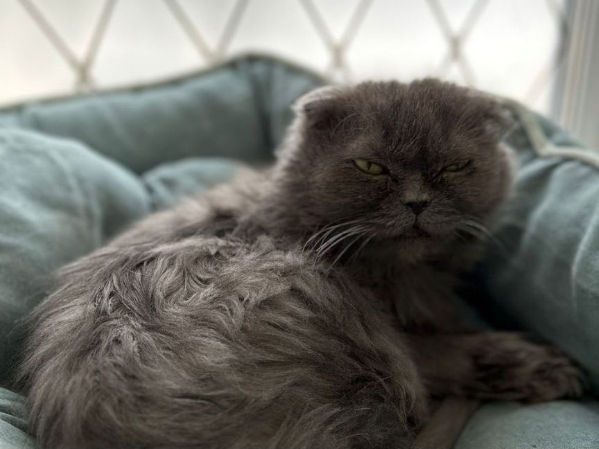 Шотландская вислоухая кошка в добрые руки