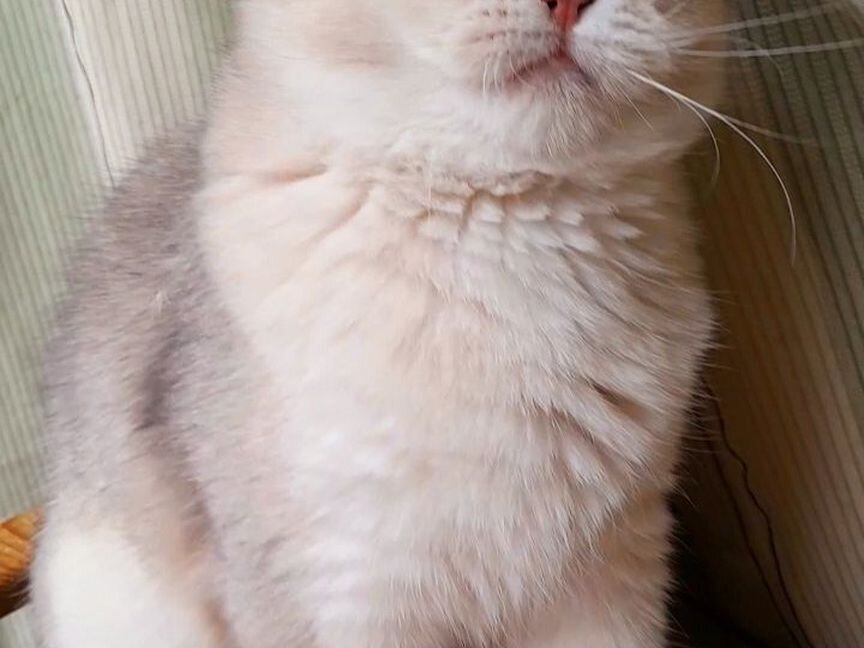 Вислоухий котик. Питомник