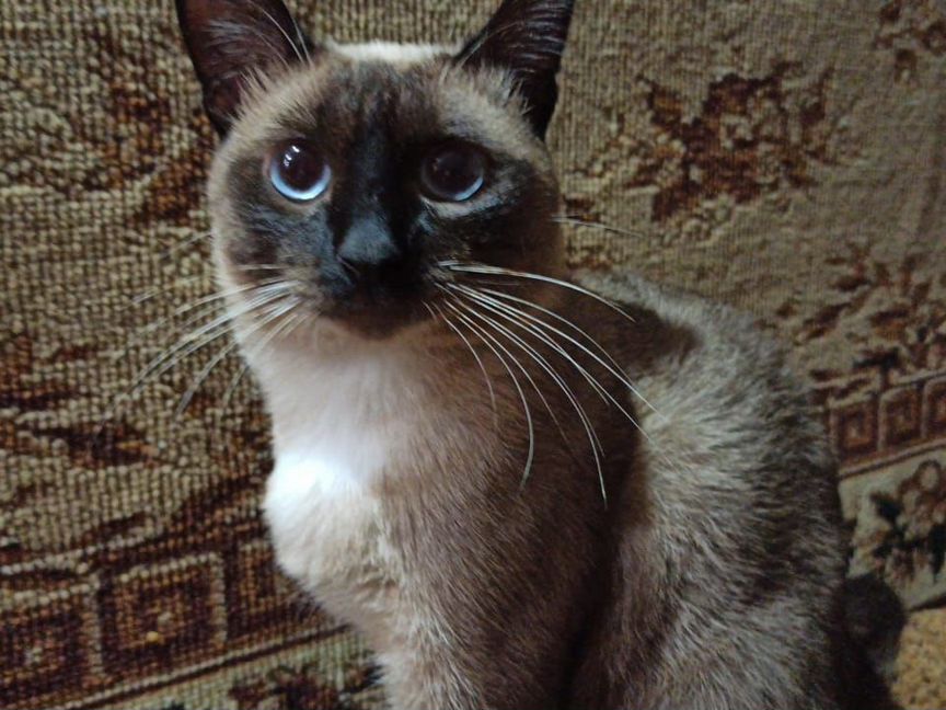 Кот сиамский., тайской породы 1,5 года, вязка