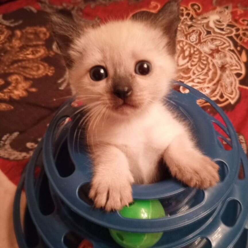 Тайский котёнок