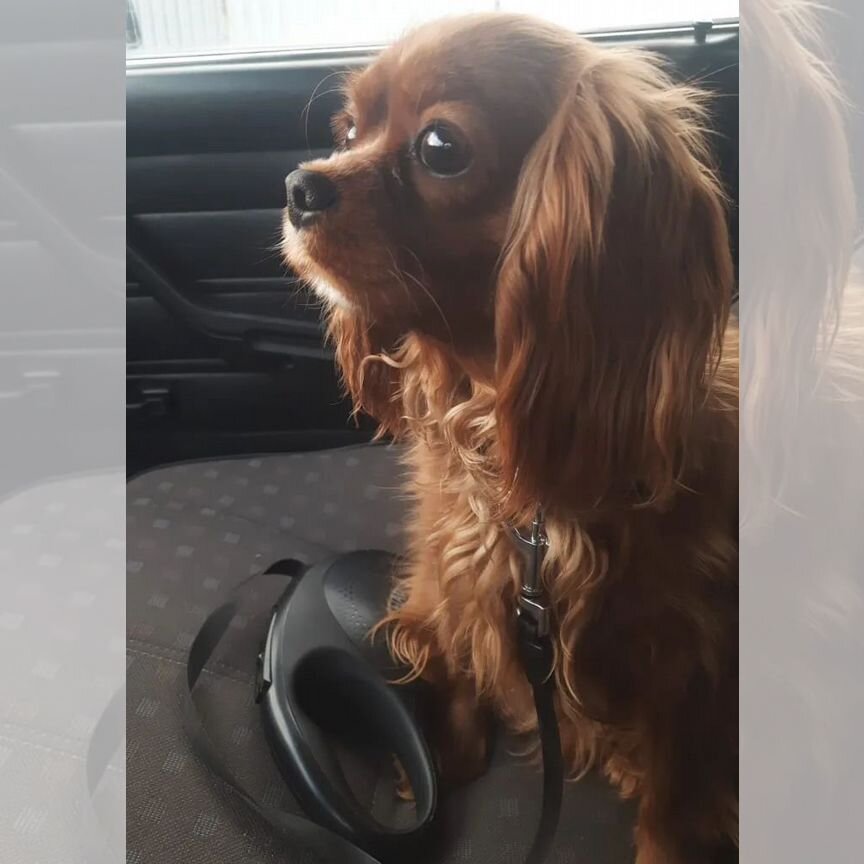 Кавалер кинг-чарльз-спаниель, взрослая собака