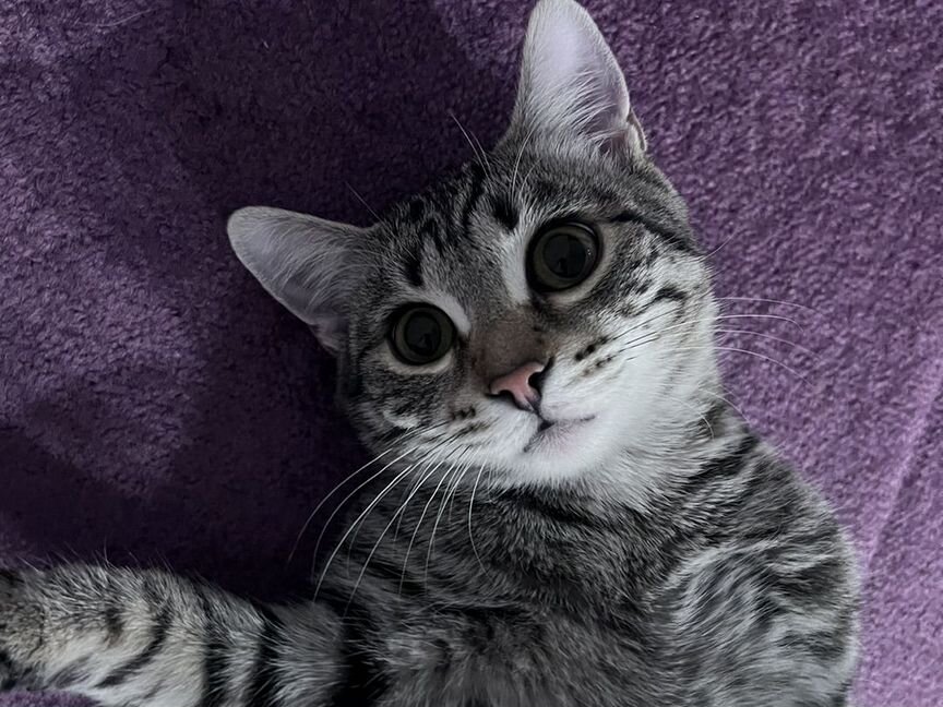 Вязка котика