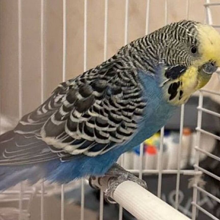 Волнистый попугайчик с клеткой