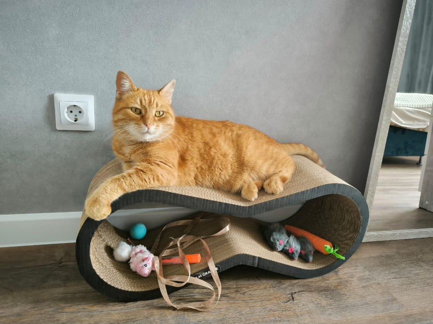 Кошечка золото