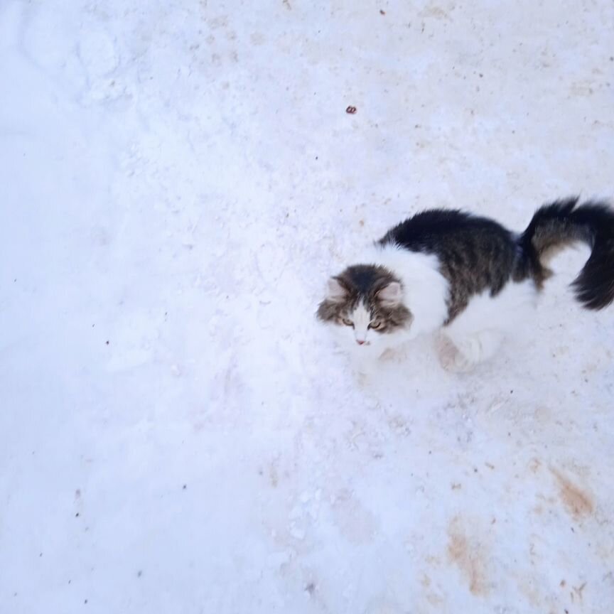 Пристройство кошек