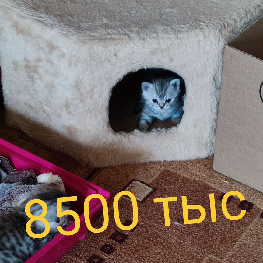 Шотландский прямоухий короткошёрстный котёнок