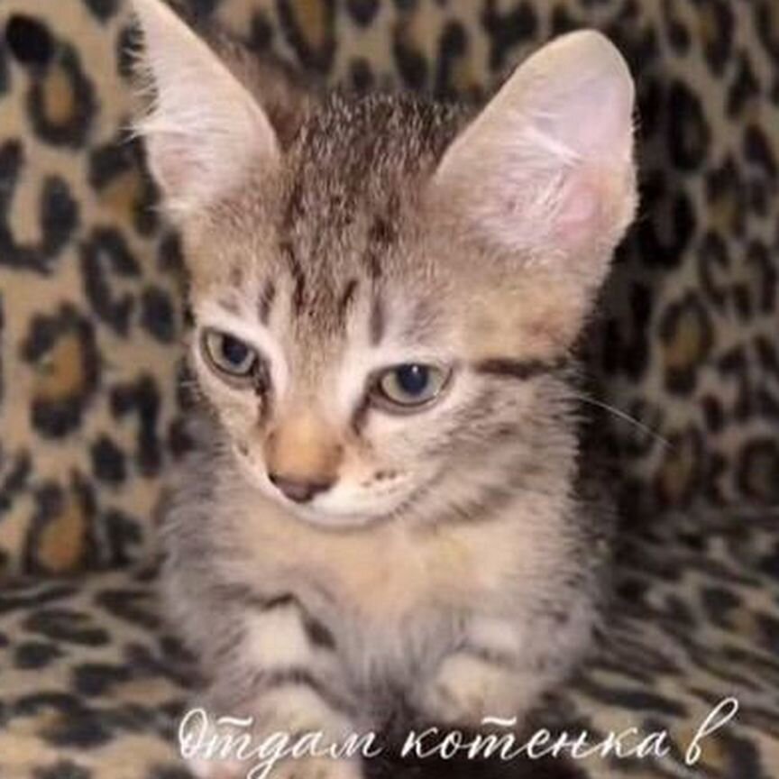 Отдам котенка в добрые руки