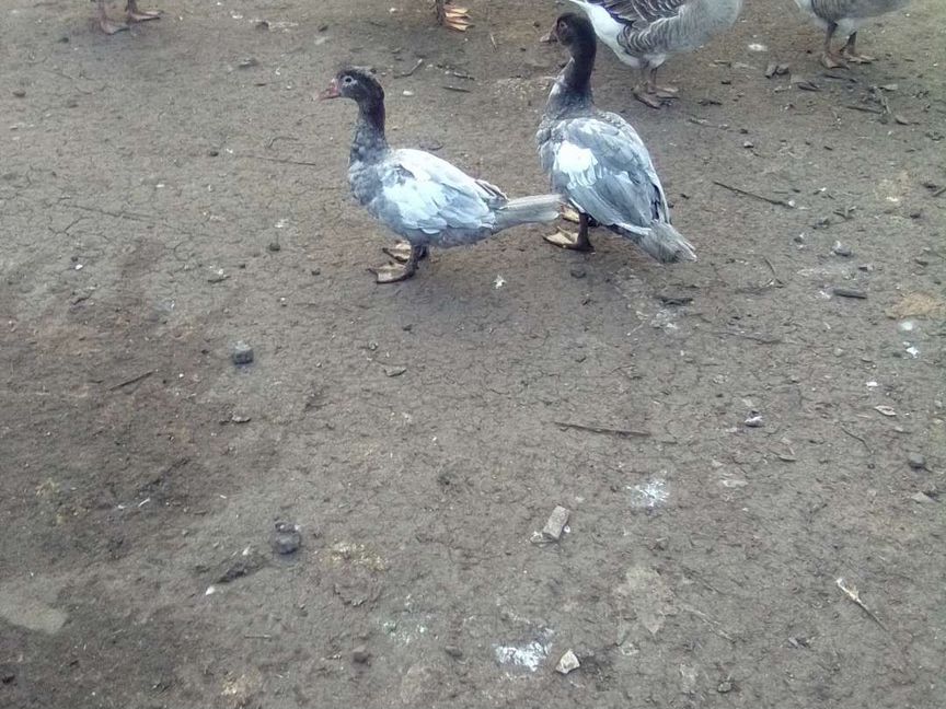 Мускусные утки индоутки(шипуны)