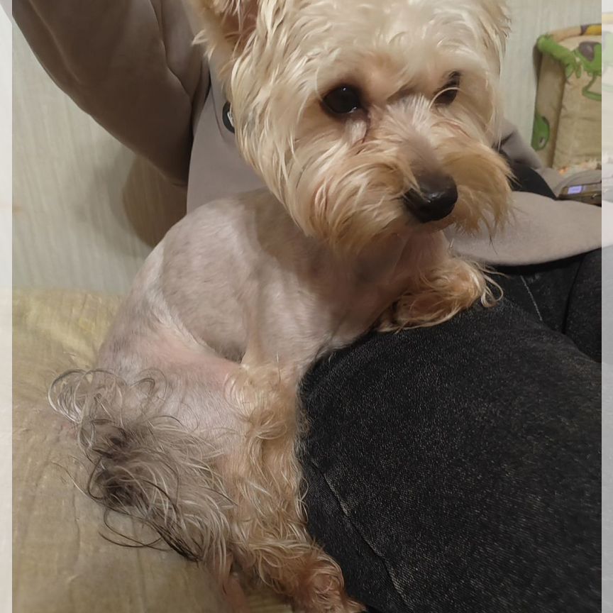 Йоркширский терьер, взрослый пёс