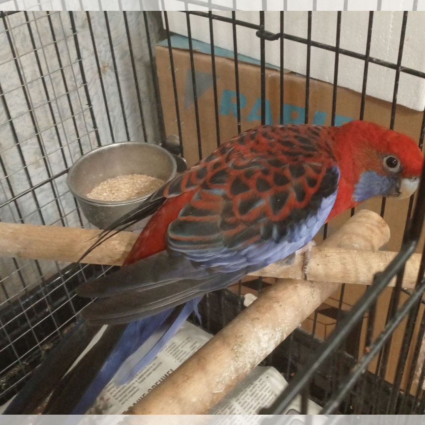 Пенантовая розелла