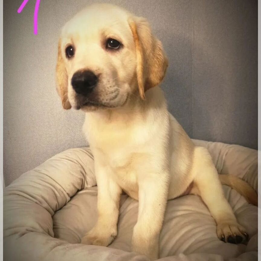 Лабрадор-ретривер, щенок
