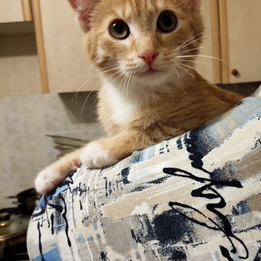 Солнечный котенок