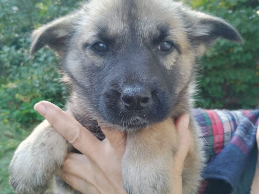 Щенок в добрые руки бесплатно