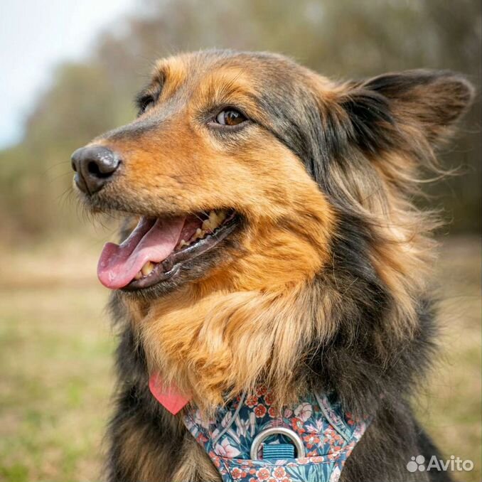 Милашка Пенни (Собака из приюта)