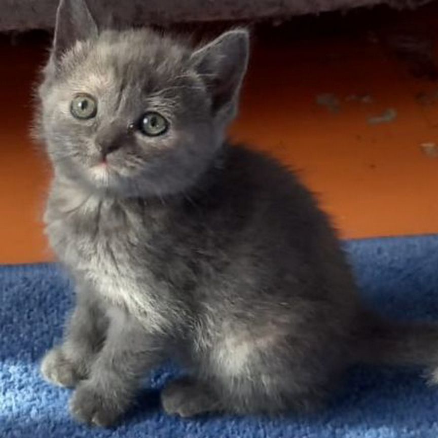 Котенок девочка