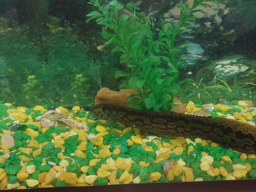 Аквариум с рыбой