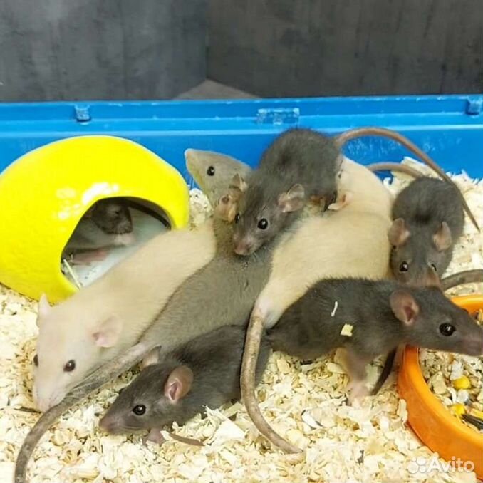 Декоративные крыски Дамбо