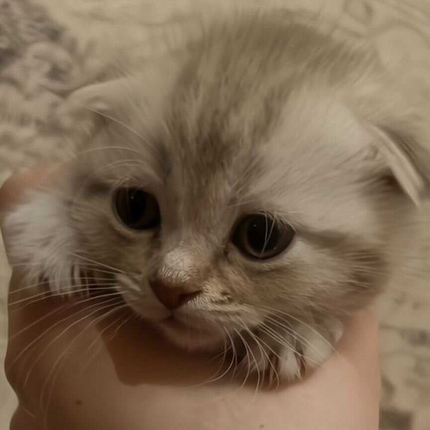 Шотландский вислоухий длинношёрстный котёнок