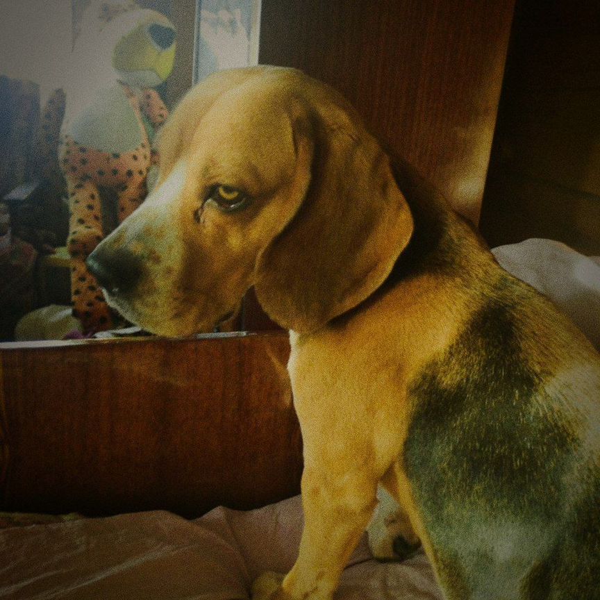 Бигль в добрые руки