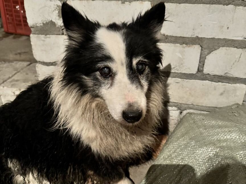 Собака в добрые руки