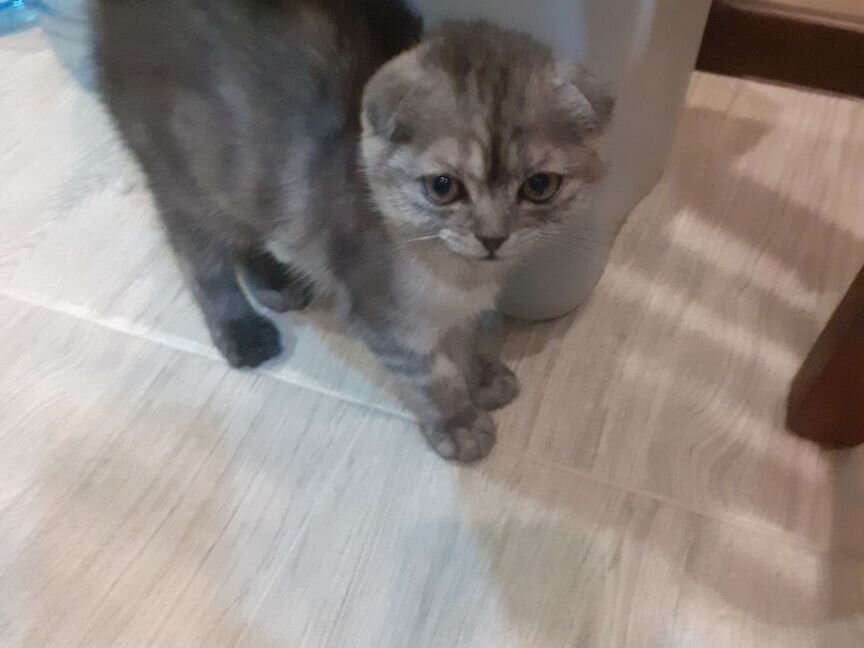 Шотландская вислоухая кошка серая