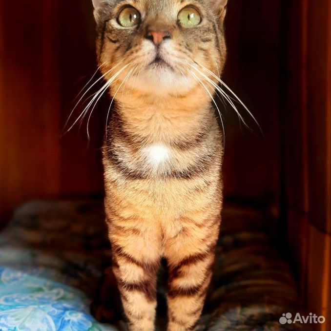 Кот Федя в поисках дома