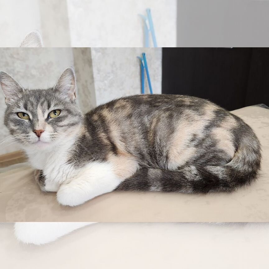 Взрослая, кошка в добрые руки