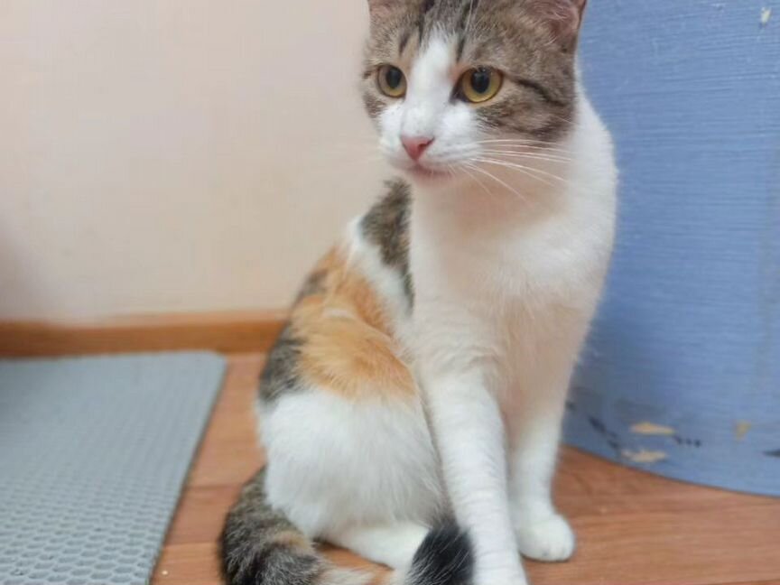 Трехцветная кошка в дар