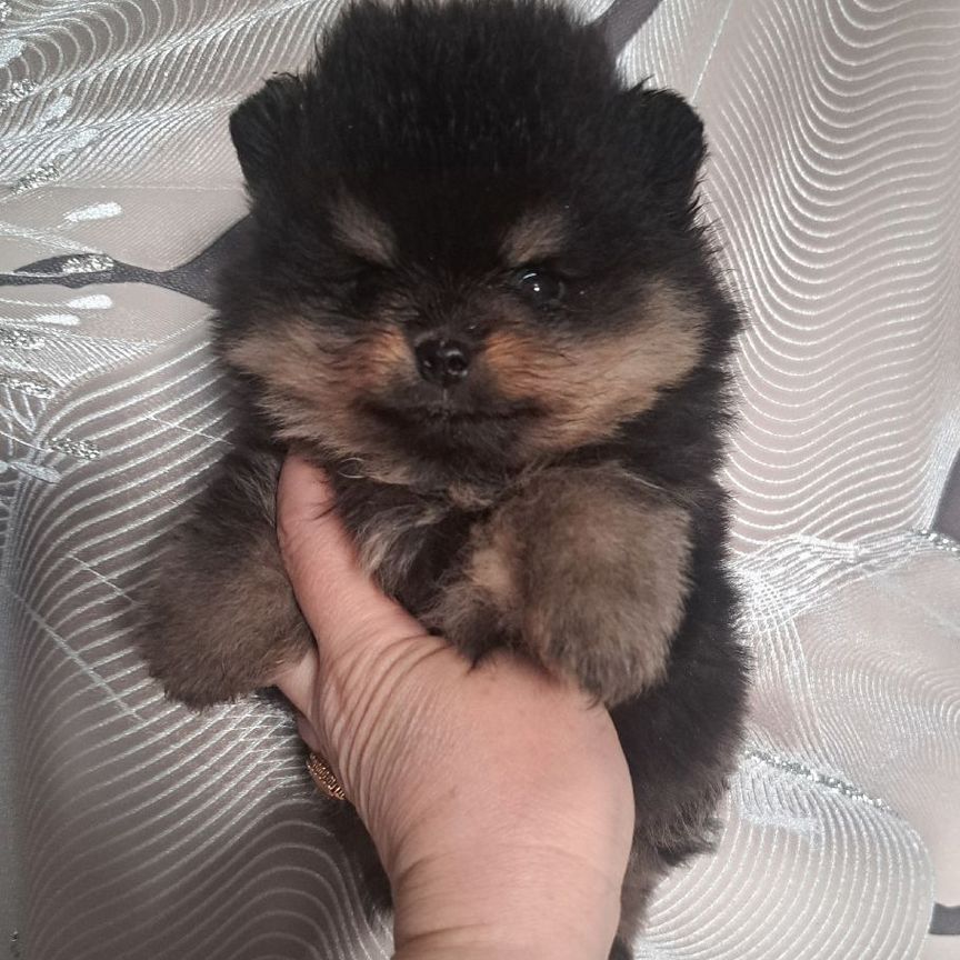 Щенок от частного владельца