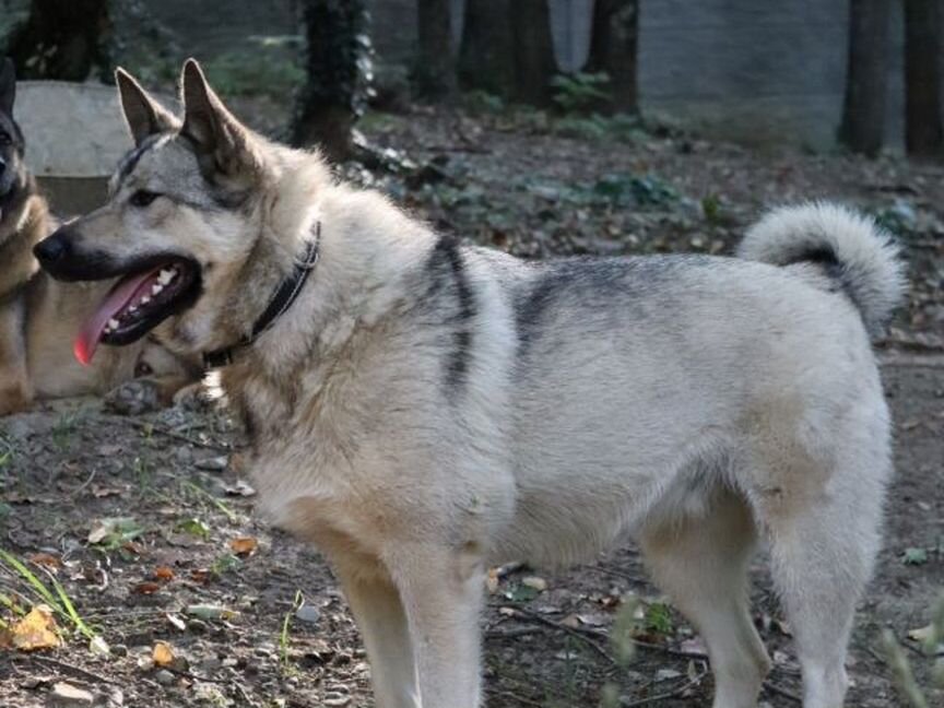 Собака в добрые руки отдам бесплатно