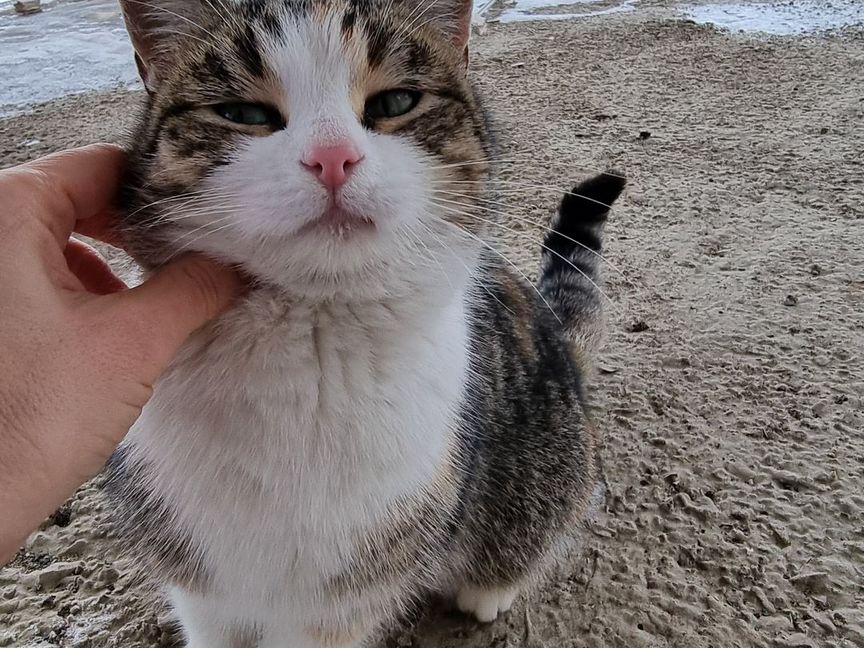 Ничейная кошка