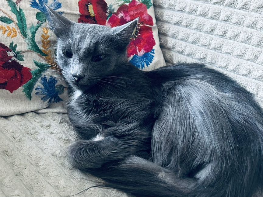 Кошечка Сима