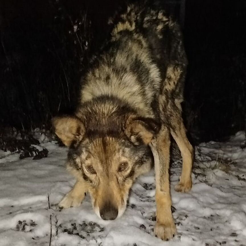 Взрослый пёс в добрые руки