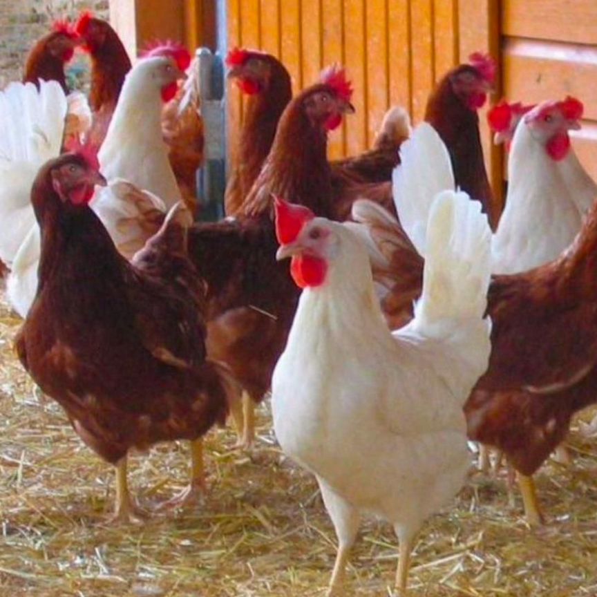 Несушки высокой яйценоскости продам