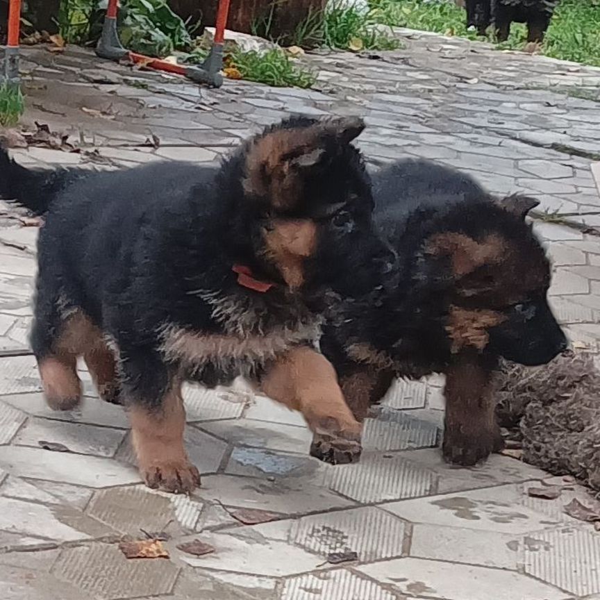 Немецкая овчарка, щенок